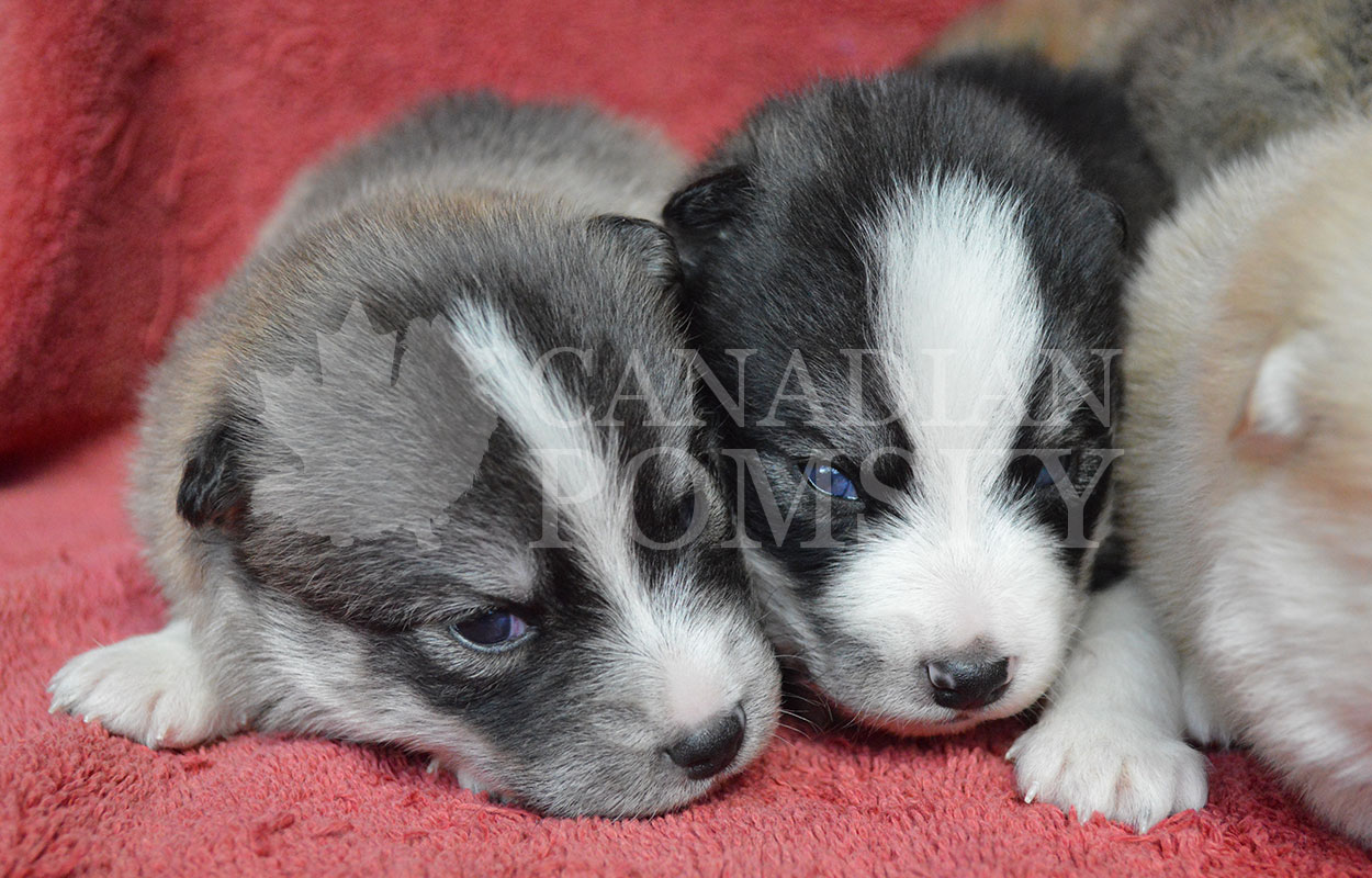 Miniature Siberian Husky Canadian Pomsky
