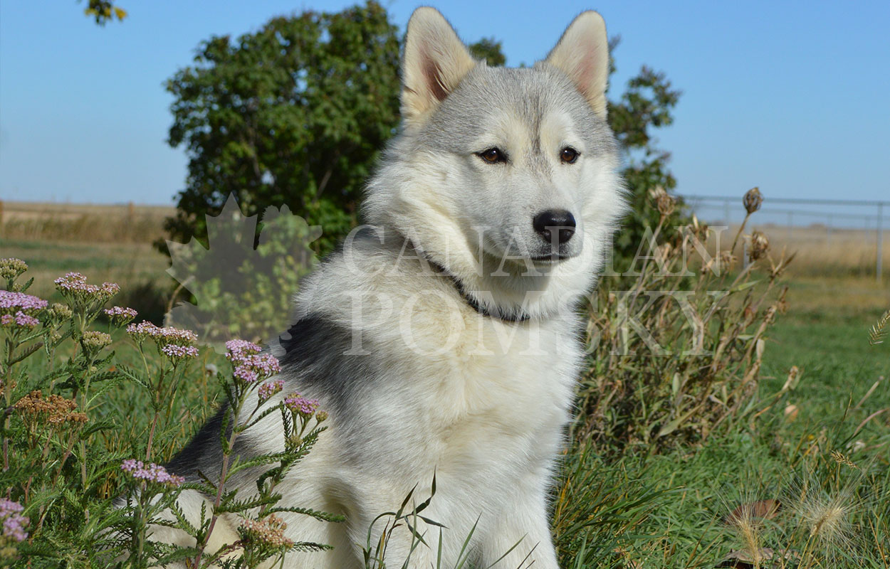 Miniature Siberian Husky Canadian Pomsky