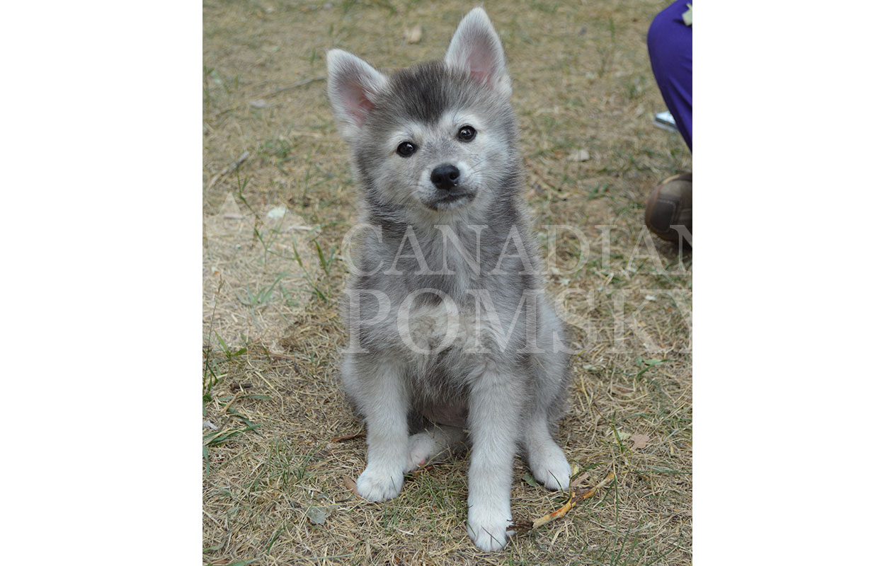 Miniature Siberian Husky Canadian Pomsky