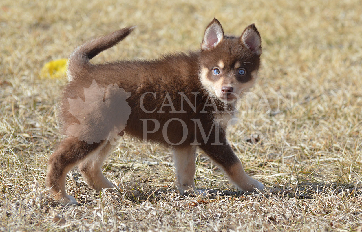 Miniature Siberian Husky Canadian Pomsky