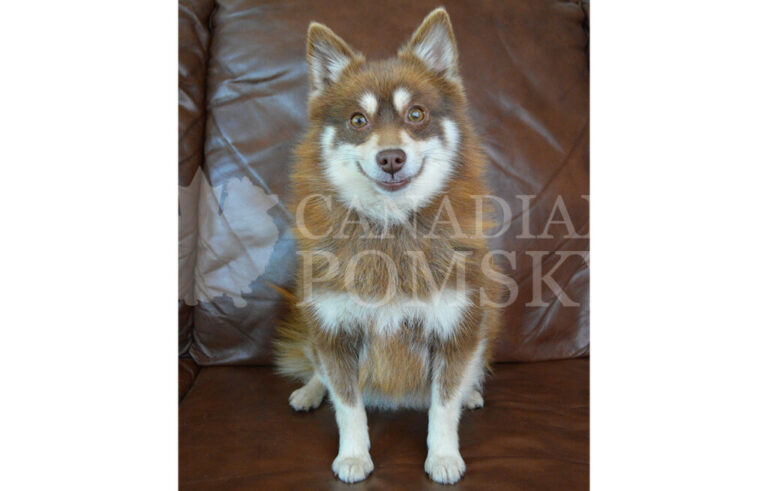 Available Puppies – Canadian Pomsky