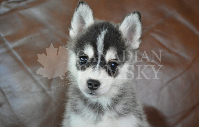 Available Puppies – Canadian Pomsky