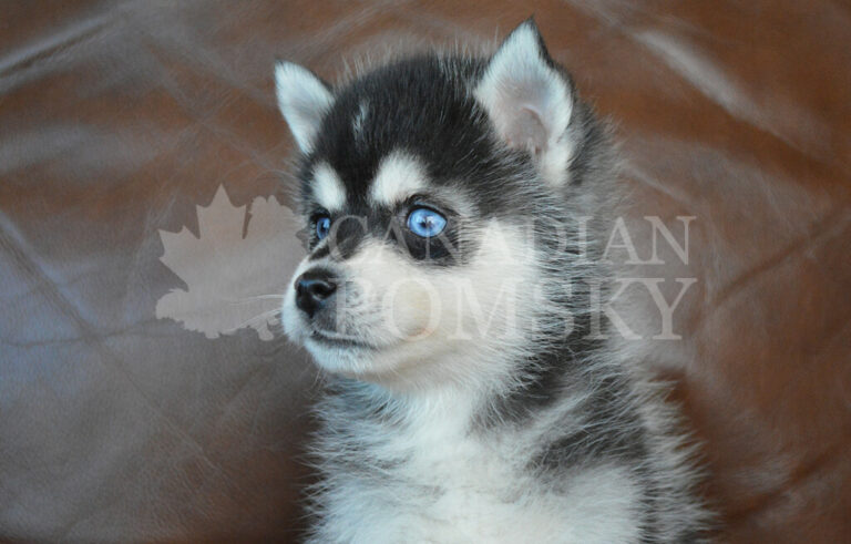 Available Puppies – Canadian Pomsky