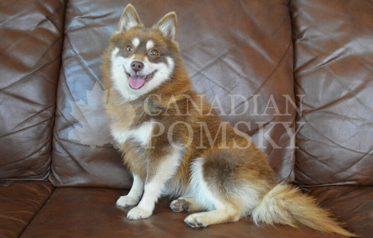 Available Puppies – Canadian Pomsky