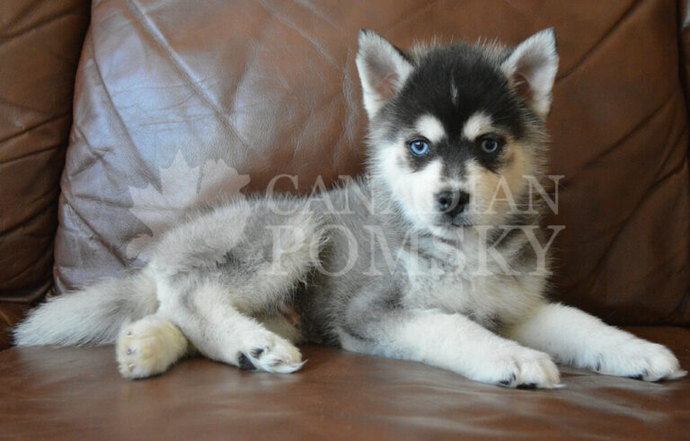 Available Puppies – Canadian Pomsky